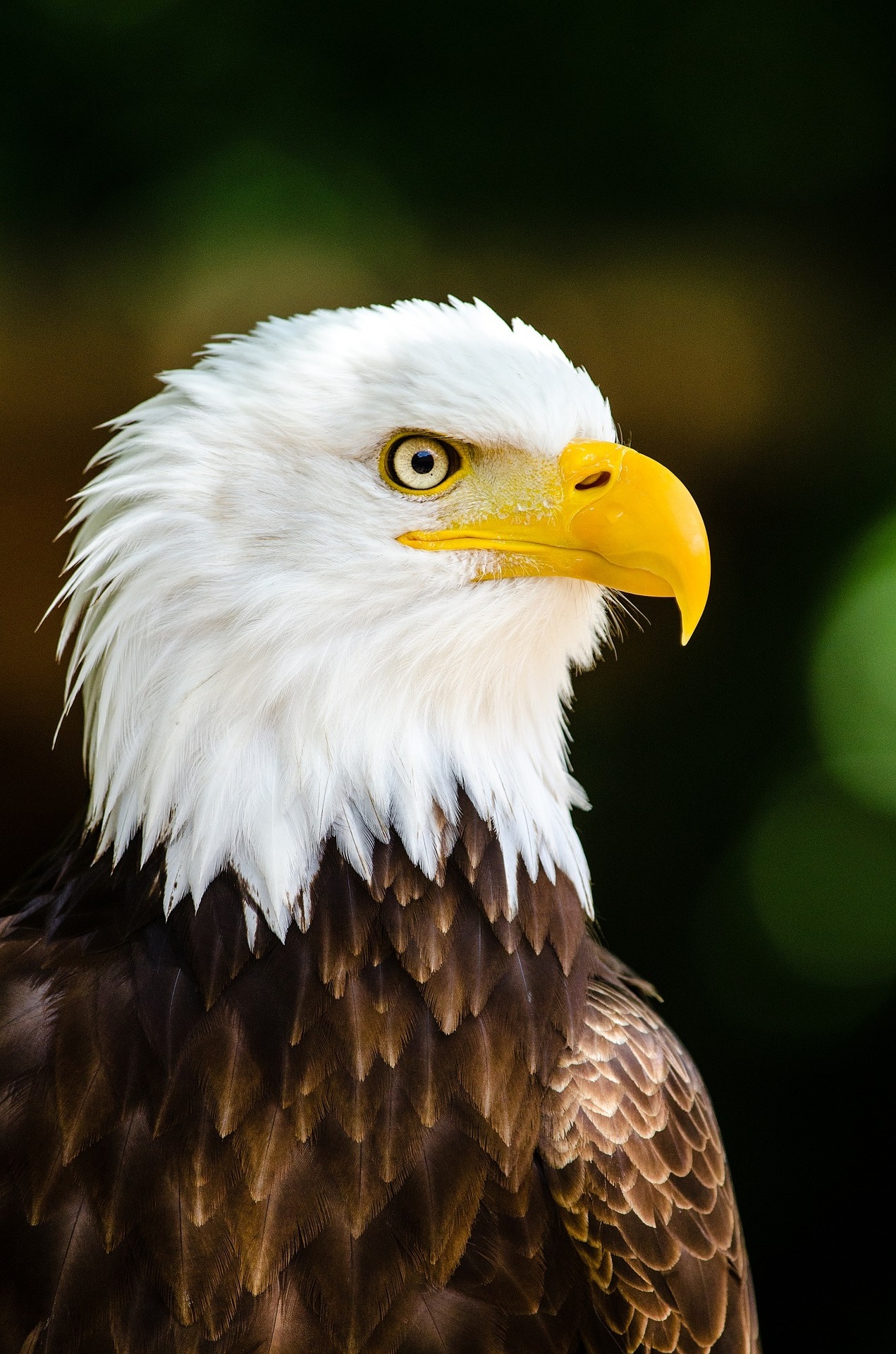 Flipgrid Explorer Series: Raptors – Engage Their Minds